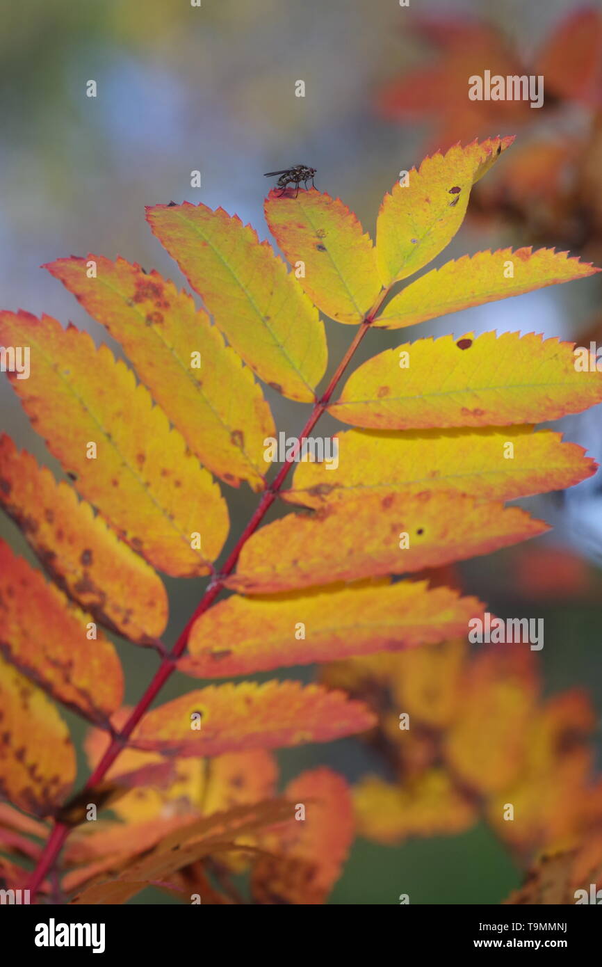 Rowan trees uk wood hi-res stock photography and images - Alamy