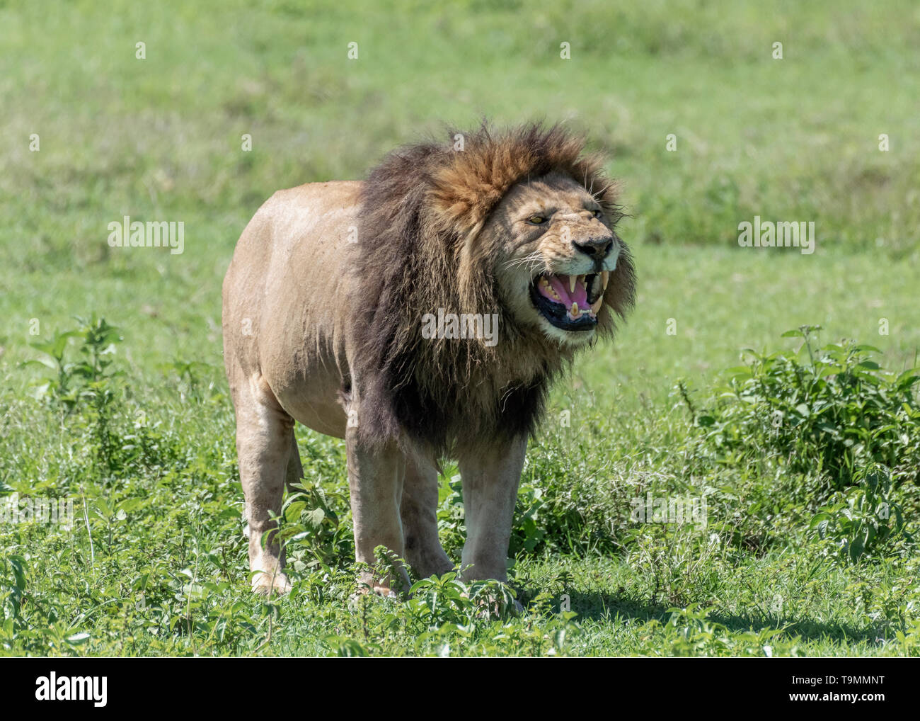 Black-maned lion with well-stuffed stomach, Ngorongoro Caldera ...