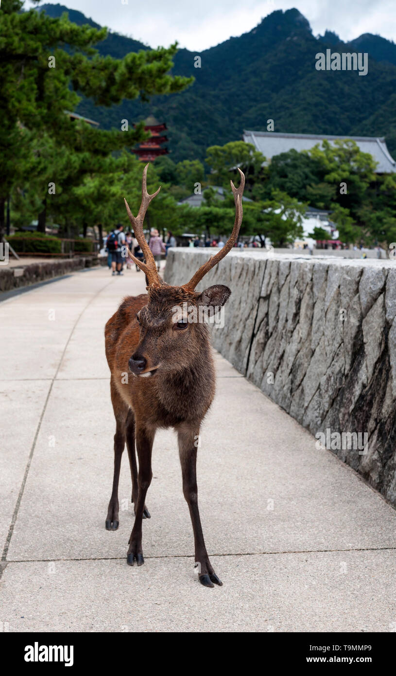 Sika deer miyajima hi-res stock photography and images - Alamy