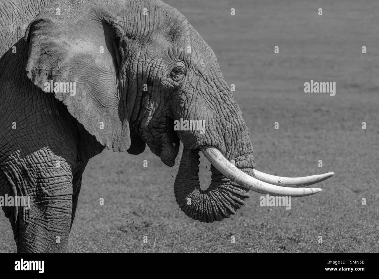 Large elephant feeding on the spring grasses, Ngorongoro Caldera ...