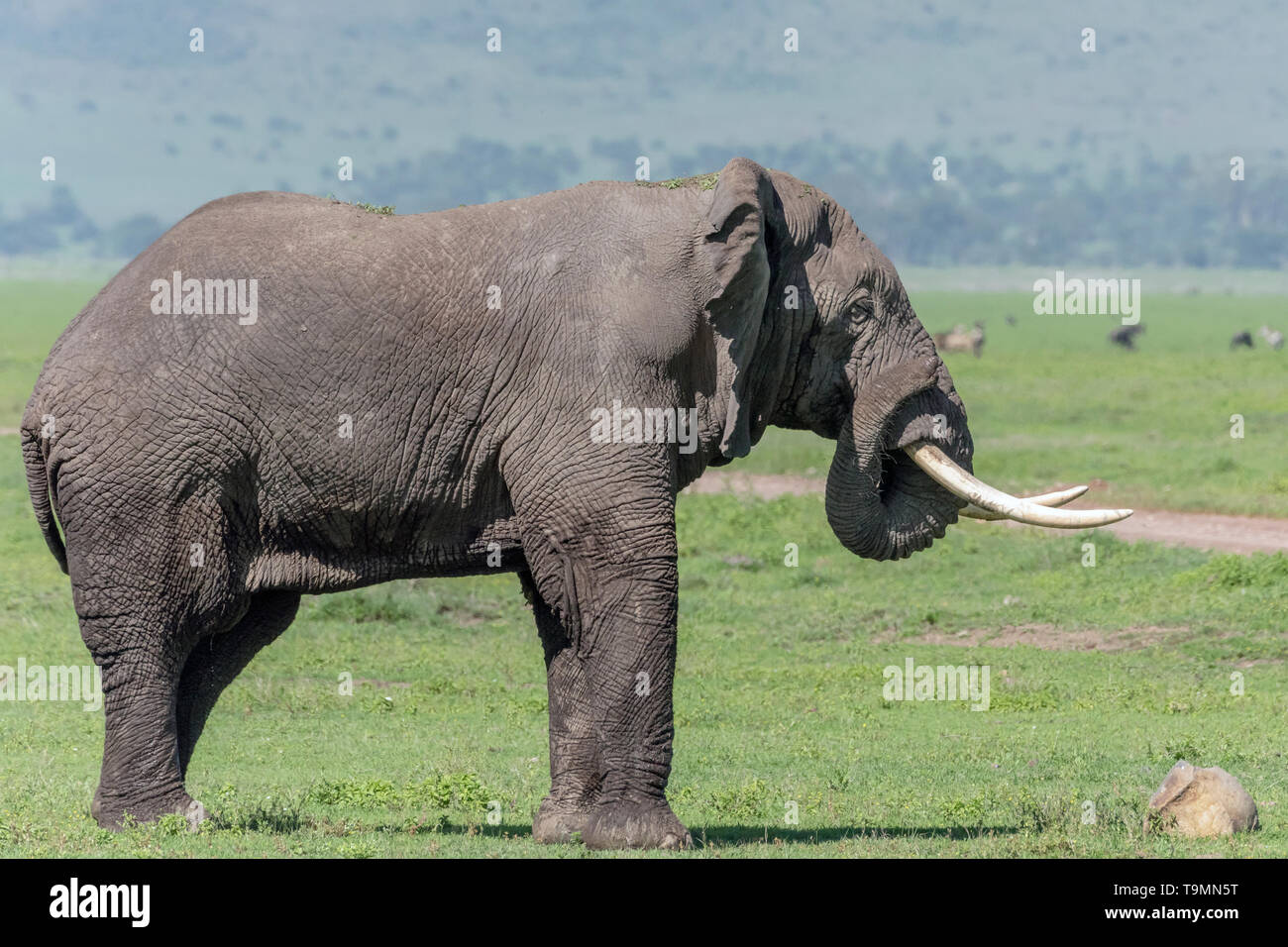 Large elephant curling its trunk around its tusks, Ngorongoro Caldera ...