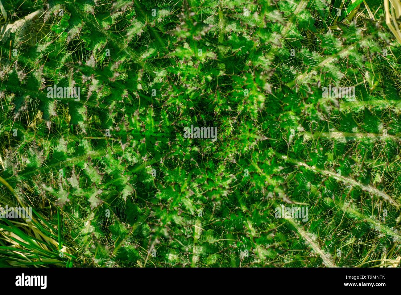 The plant is a bright green shade growing very close to the ground ...