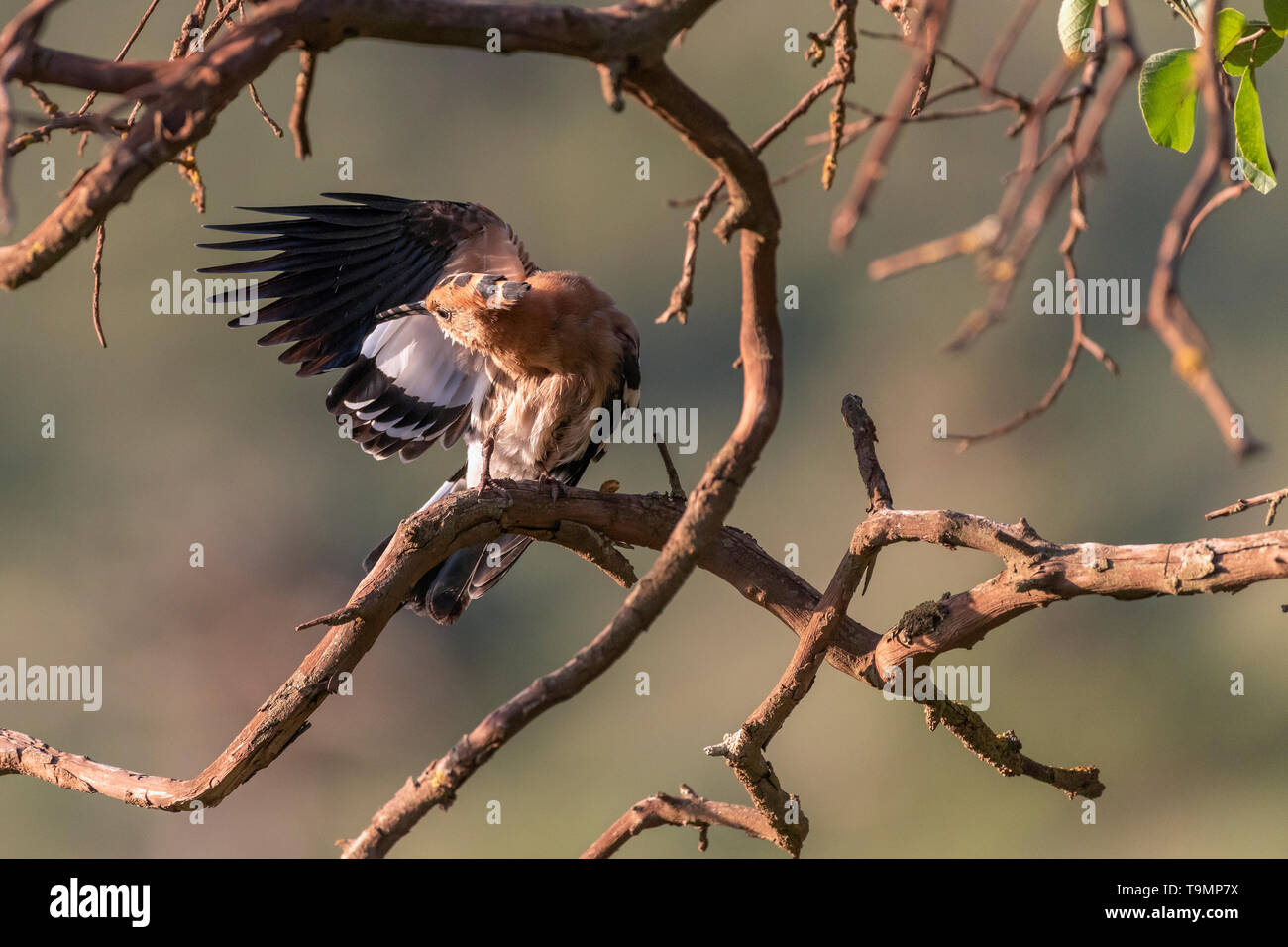African hoopoe (Upupa africana) grooming in a tree, Ngorongoro crater ...