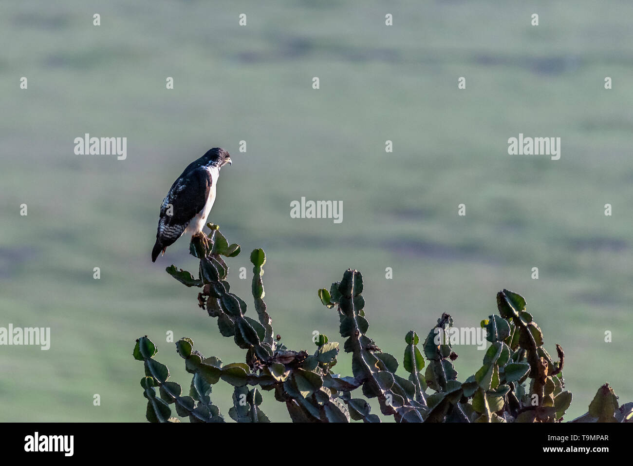 Augur buzzard (Buteo augur) sitting on a cactus plant at sunrise ...