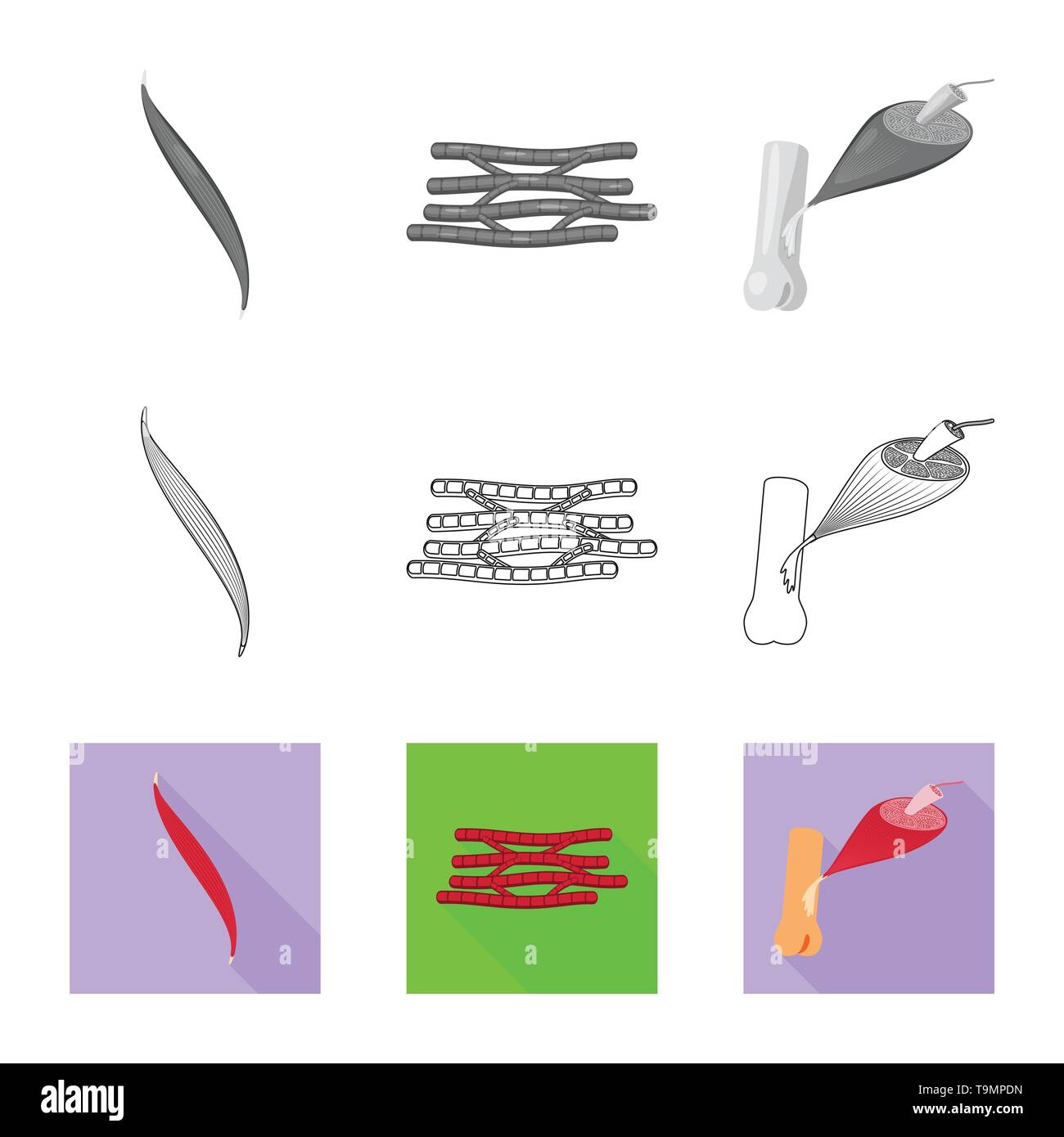 Vector design of fiber and muscular symbol. Set of fiber and body stock ...