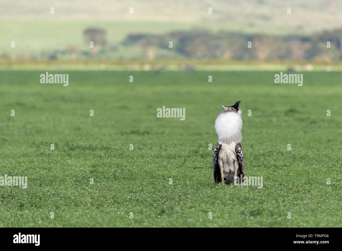 Kori bustard (Ardeotis kori) display, spring grasses, Ngorongoro crater ...