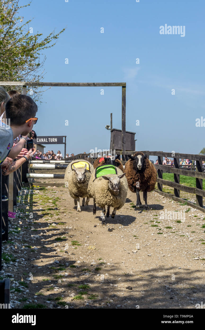 Sheep racing at Cannon Hall Farm, Bark House Lane, Cawthorne, Barnsley ...