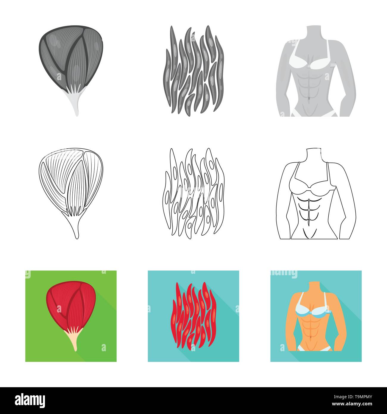 Vector design of fiber and muscular logo. Set of fiber and body vector ...