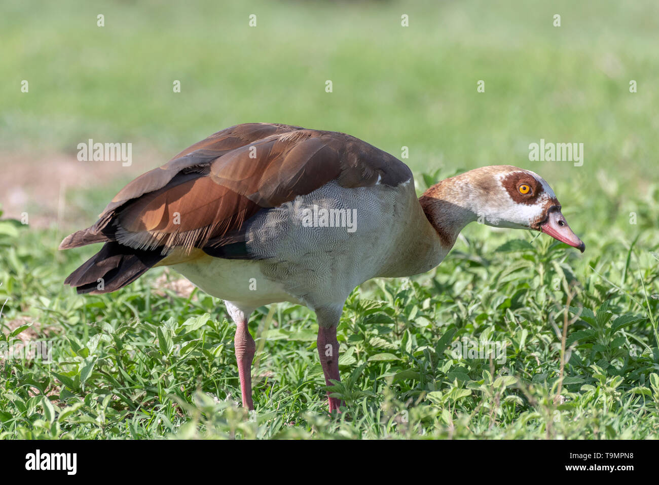 Egyptian duck (Alopochen aegyptiaca) feeding on the spring grasses ...