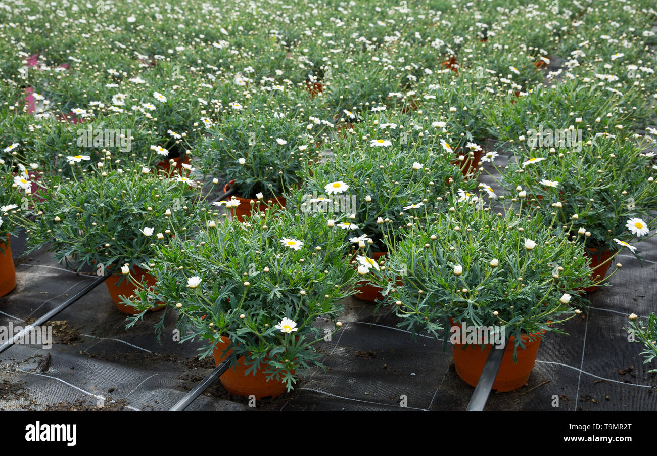 Dimorphotheca eckloni hi-res stock photography and images - Alamy