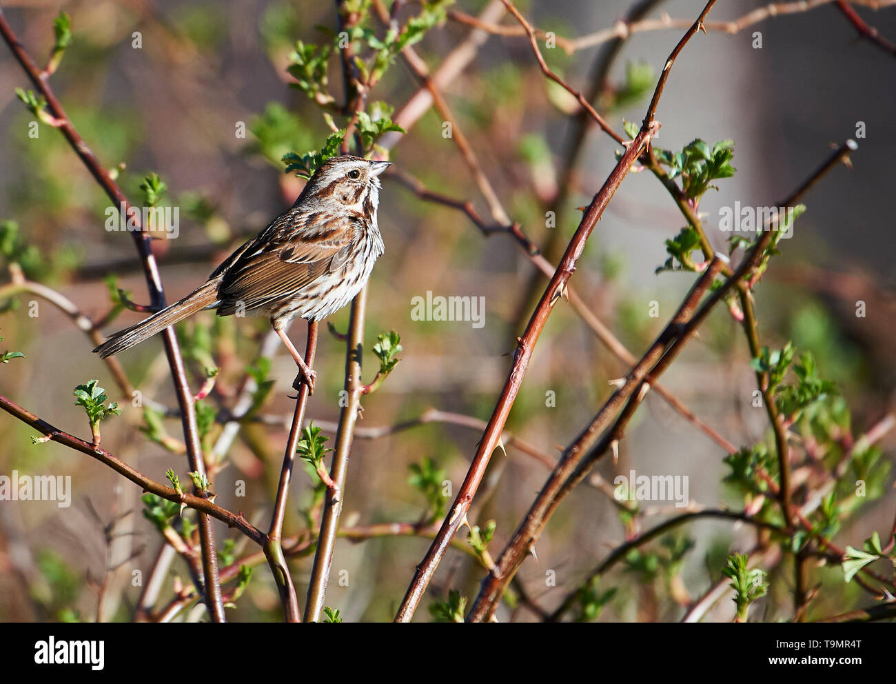 Song sparrow bird canada hi-res stock photography and images - Alamy
