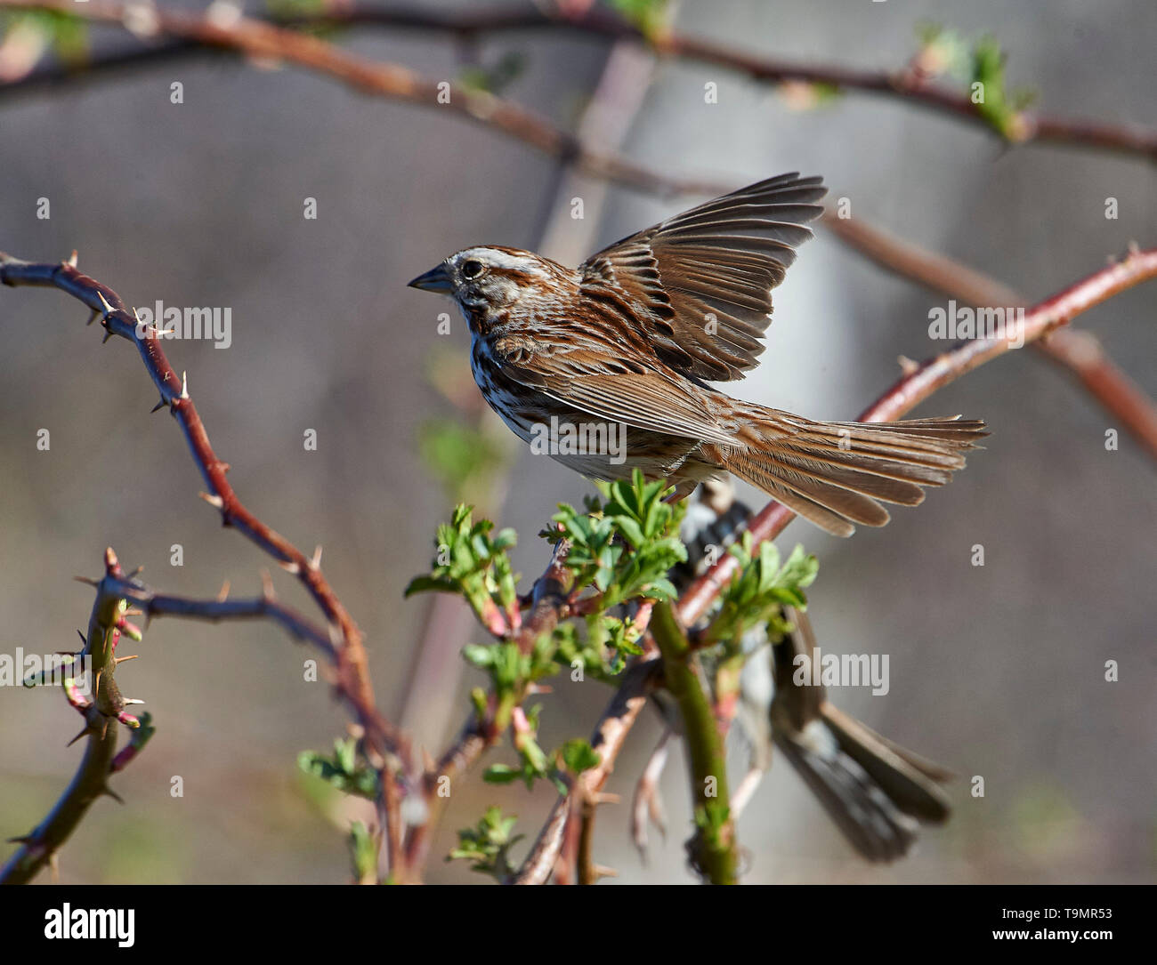 Song sparrow bird canada hi-res stock photography and images - Alamy