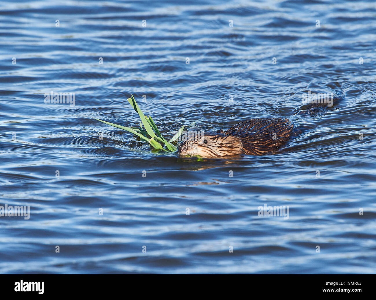 Common muskrat hi-res stock photography and images - Alamy