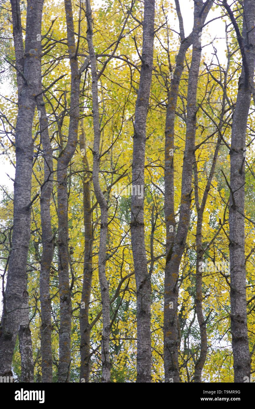 Natural Background of a Stand of Silver Birch Trees (Betula pendula) in ...