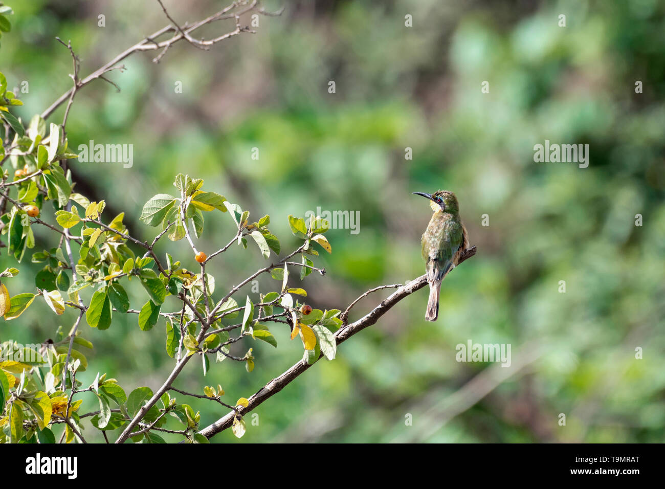 Cinnamon-chested bee-eater (Merops oreobates), Ngorongoro crater ...