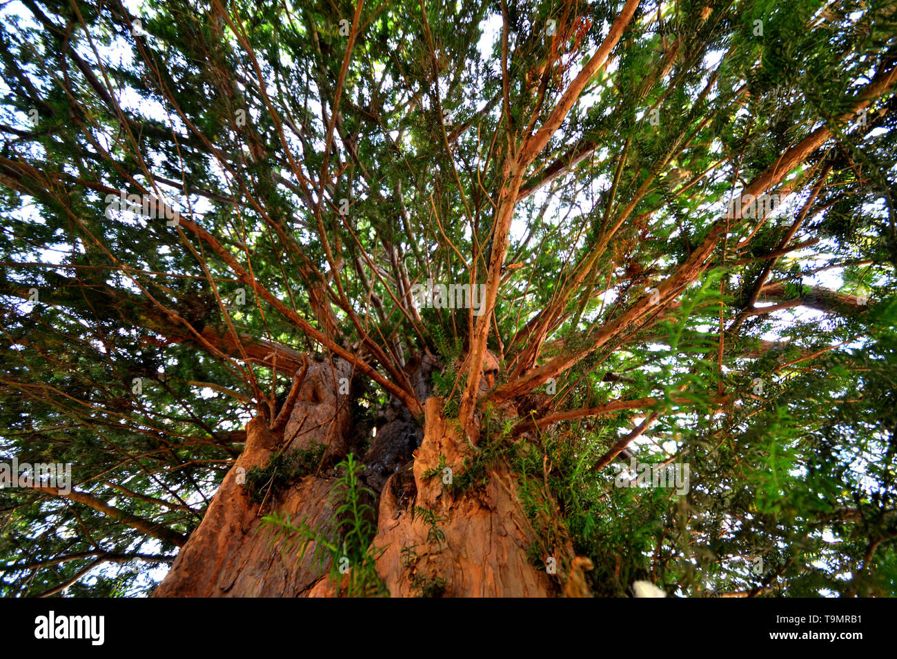 Redwood Tree Uk Hi res Stock Photography And Images Alamy redwood-tree-uk-hi-res-stock-photography-and-images-alamy