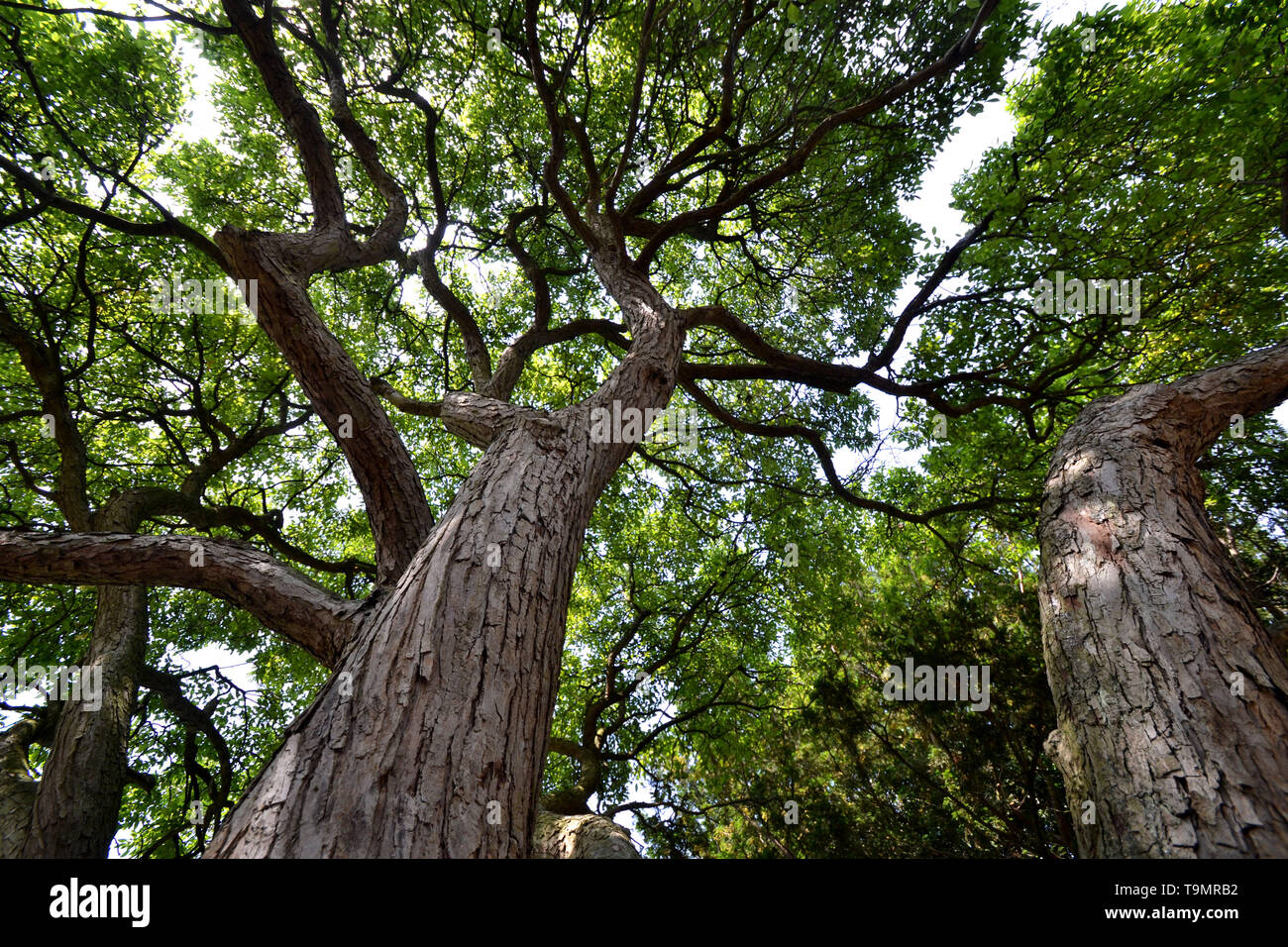 Looking up at the beautiful Oak tree {quercus} Stock Photo - Alamy