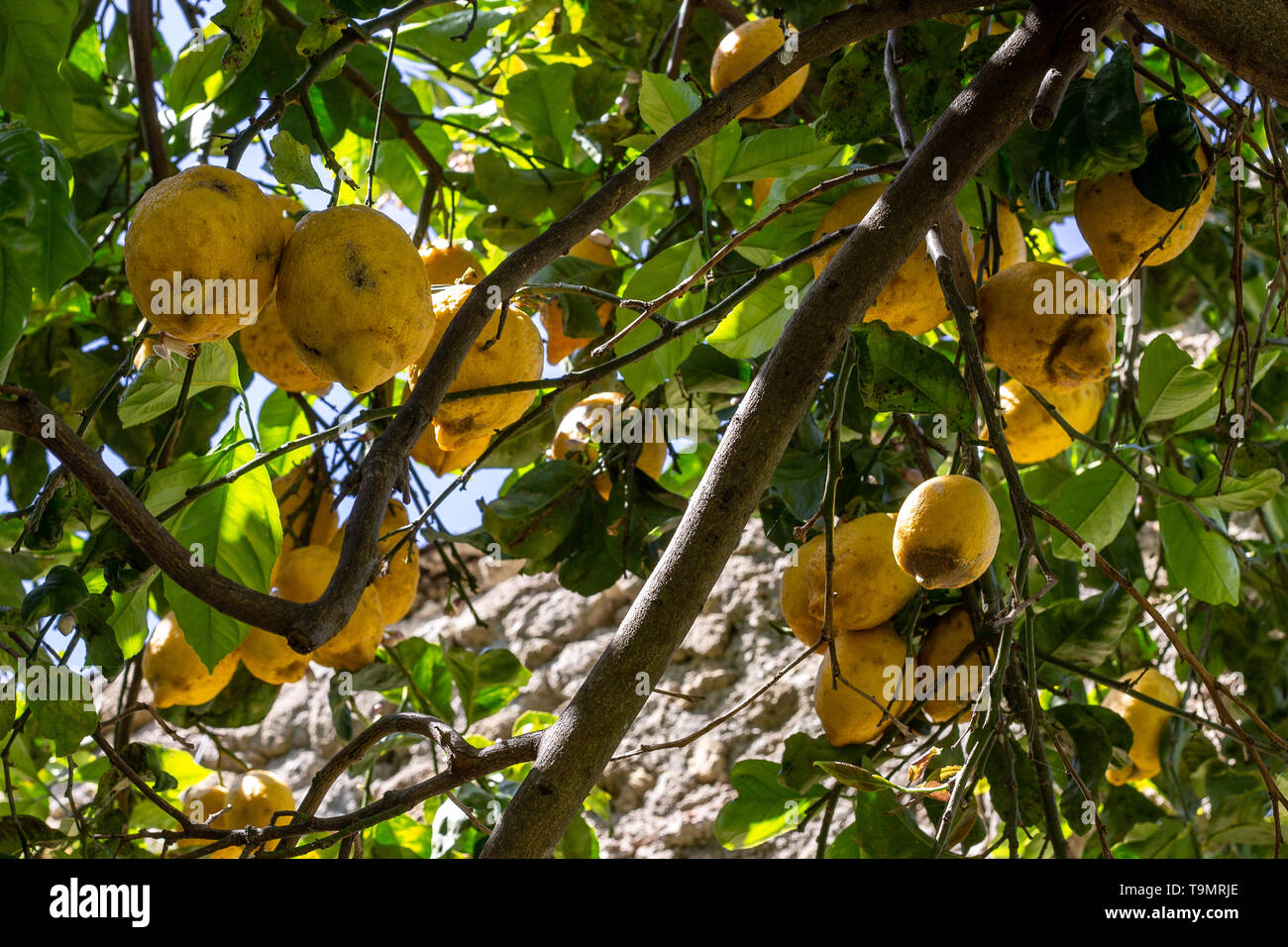 Naples Italy. 11 / May / 2019. Lemon tree, a branch rich in green ...