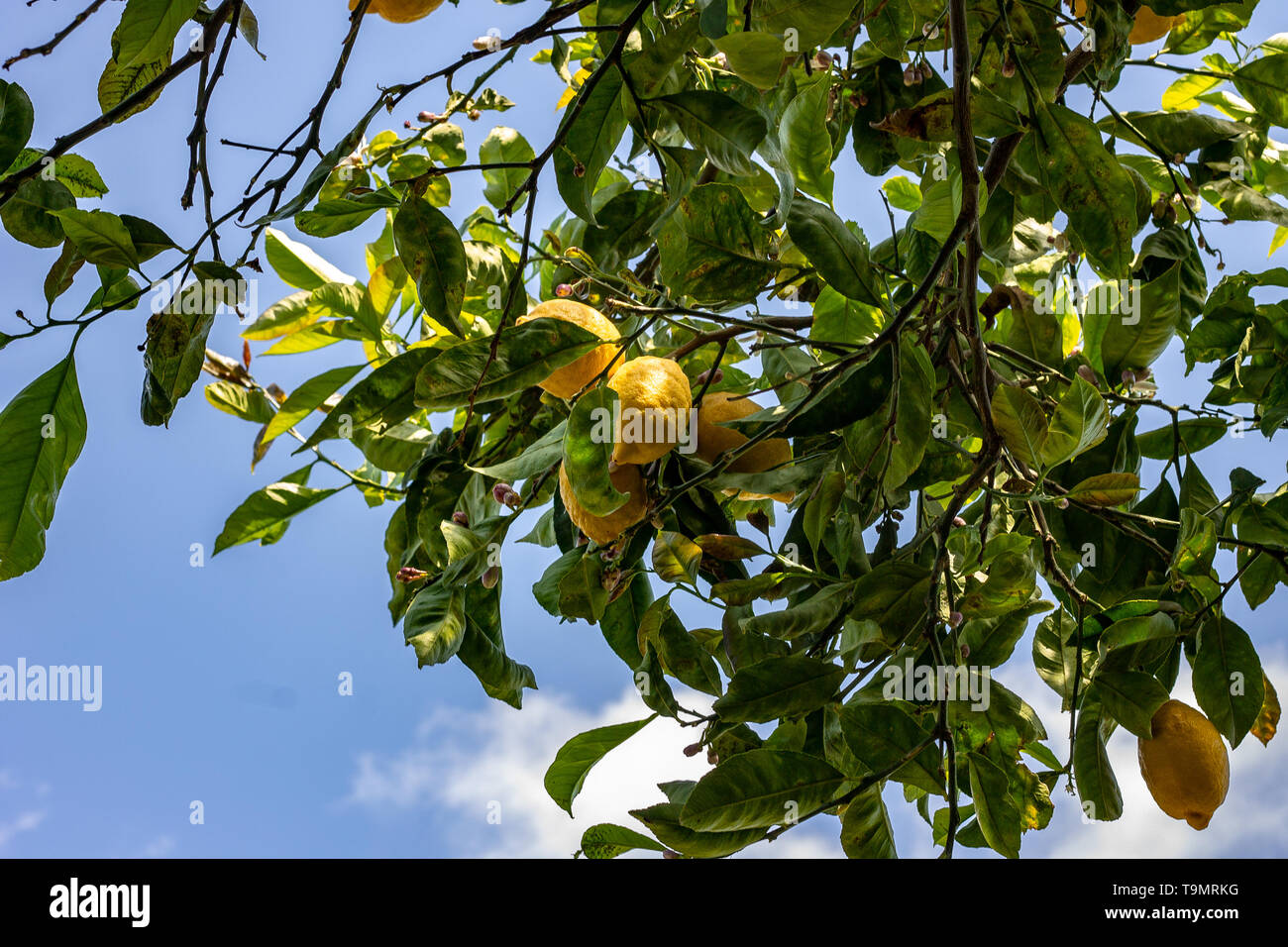 Naples Italy. 11 / May / 2019. Lemon tree, a branch rich in green ...