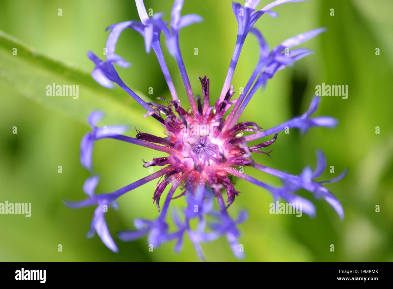 Centaurea montana {Mountain bluet} {perennial cornflower} Stock Photo ...