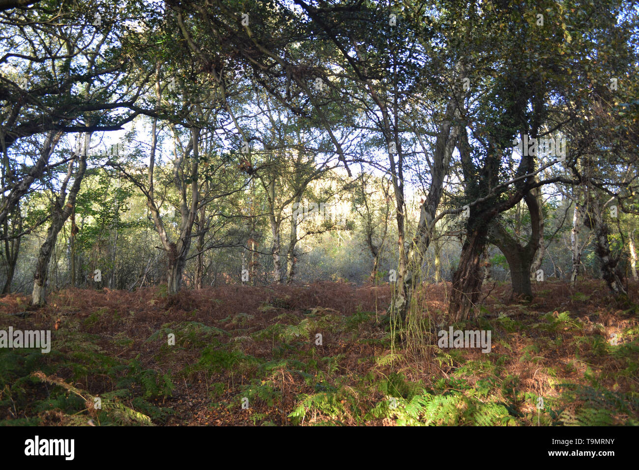 Lound hi-res stock photography and images - Alamy