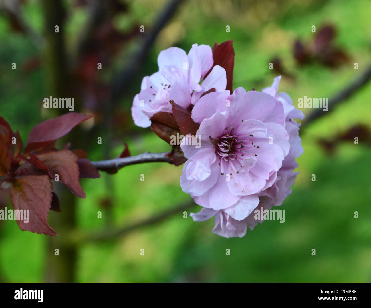 Bonanza peach hi-res stock photography and images - Alamy