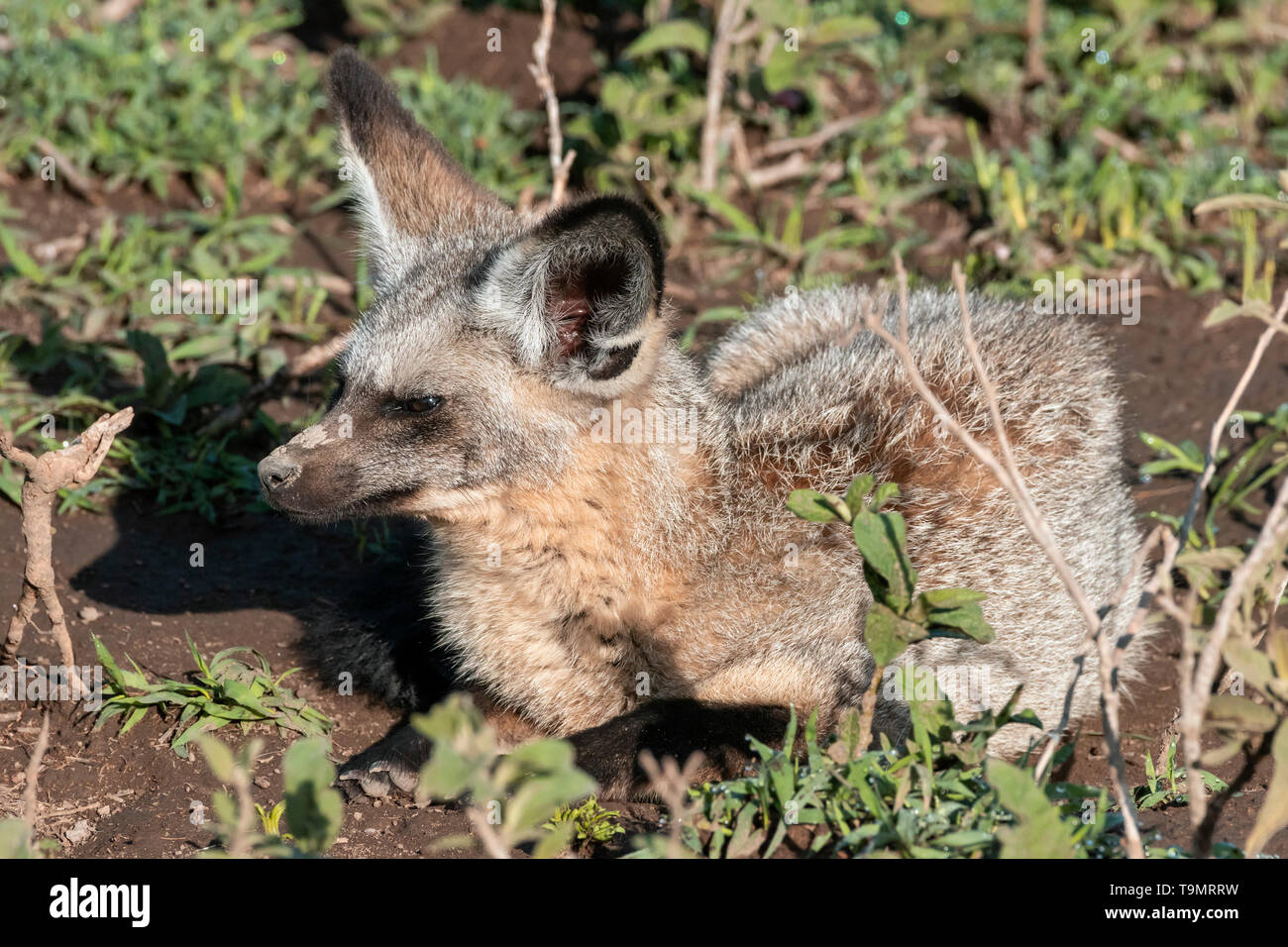 Bat-eared fox (Otocyon megalotis) crouching in the vegetation, Lake ...