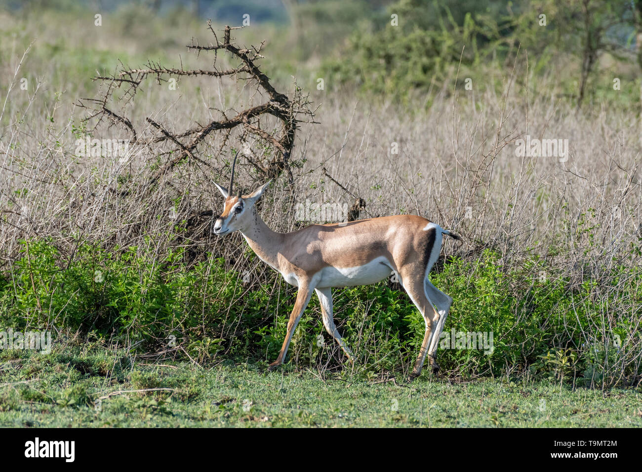 Gazelle migration hi-res stock photography and images - Alamy