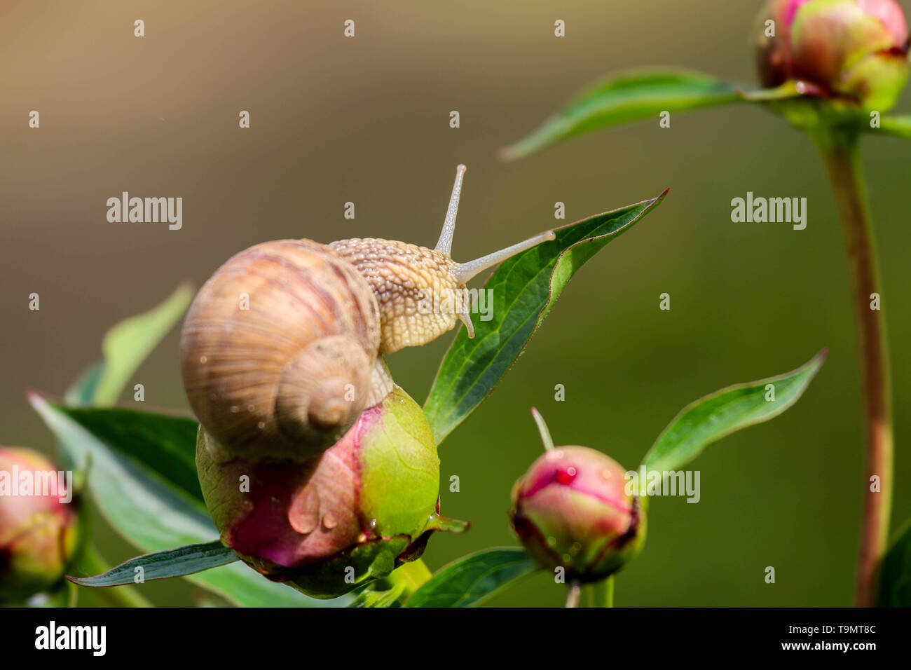 Pink snail hi-res stock photography and images - Alamy