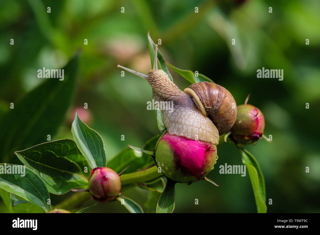 Pink snail hi-res stock photography and images - Alamy