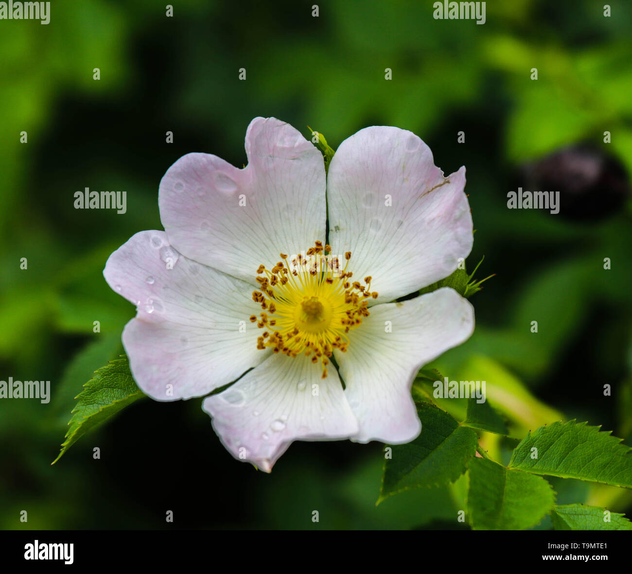 Five petal flower hi-res stock photography and images - Alamy