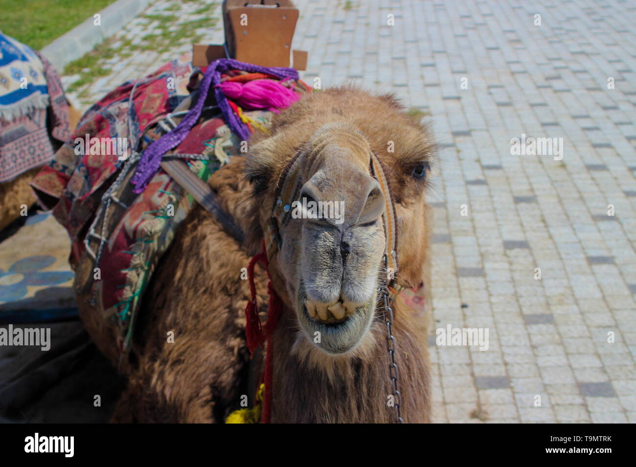 Closeup portrait of camel in turkey Stock Photo - Alamy