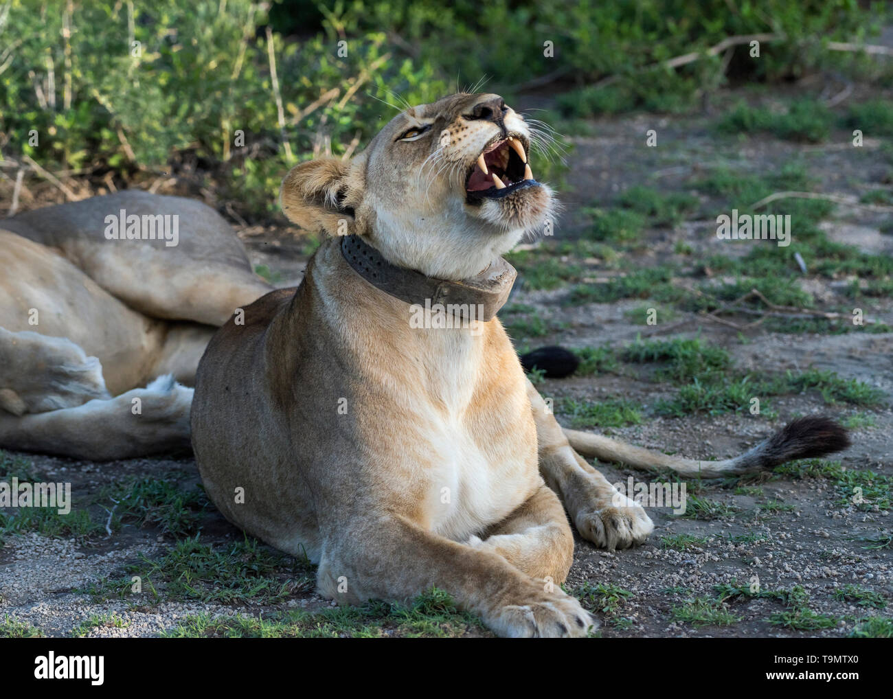 Lioness wearing a tracking collar hi-res stock photography and images ...