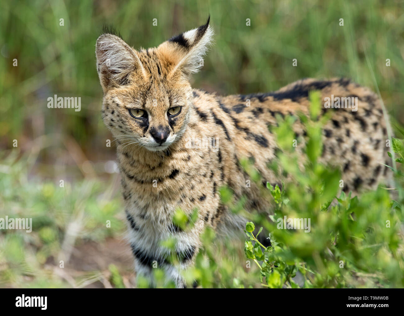 Close-up of a serval cat, Lake Ndutu, Tanzania Stock Photo - Alamy