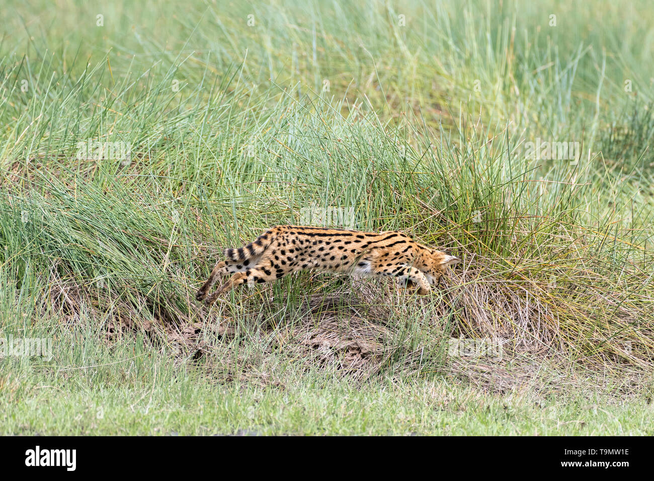 Leaping grasses hi-res stock photography and images - Alamy