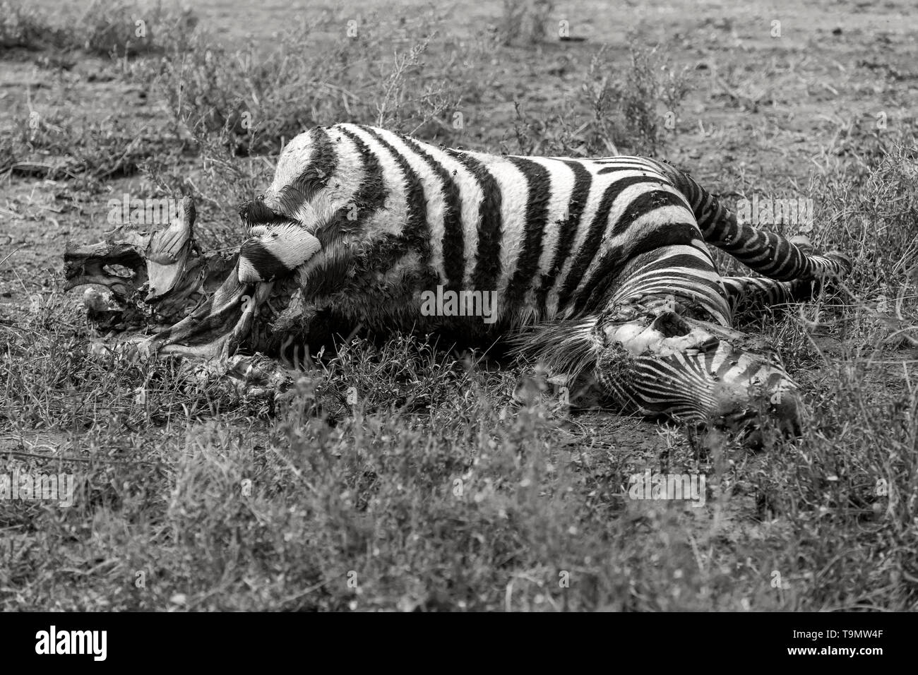 Dead zebra hi-res stock photography and images - Alamy