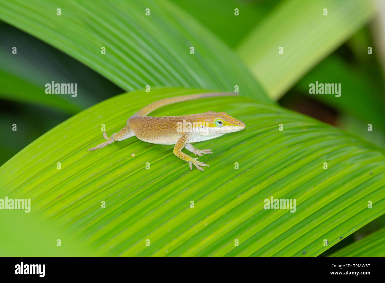 Herpifauna hi-res stock photography and images - Alamy