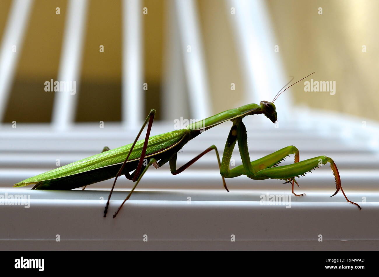 Praying mantis wings hi-res stock photography and images - Alamy