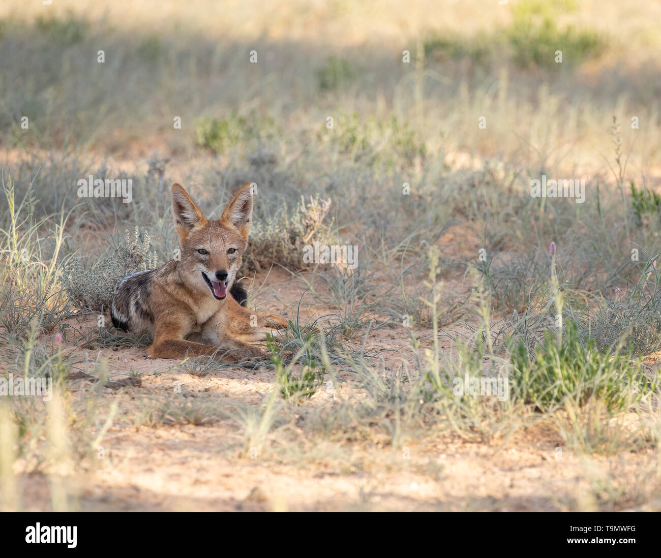 Black backed jackal silver hi-res stock photography and images - Alamy