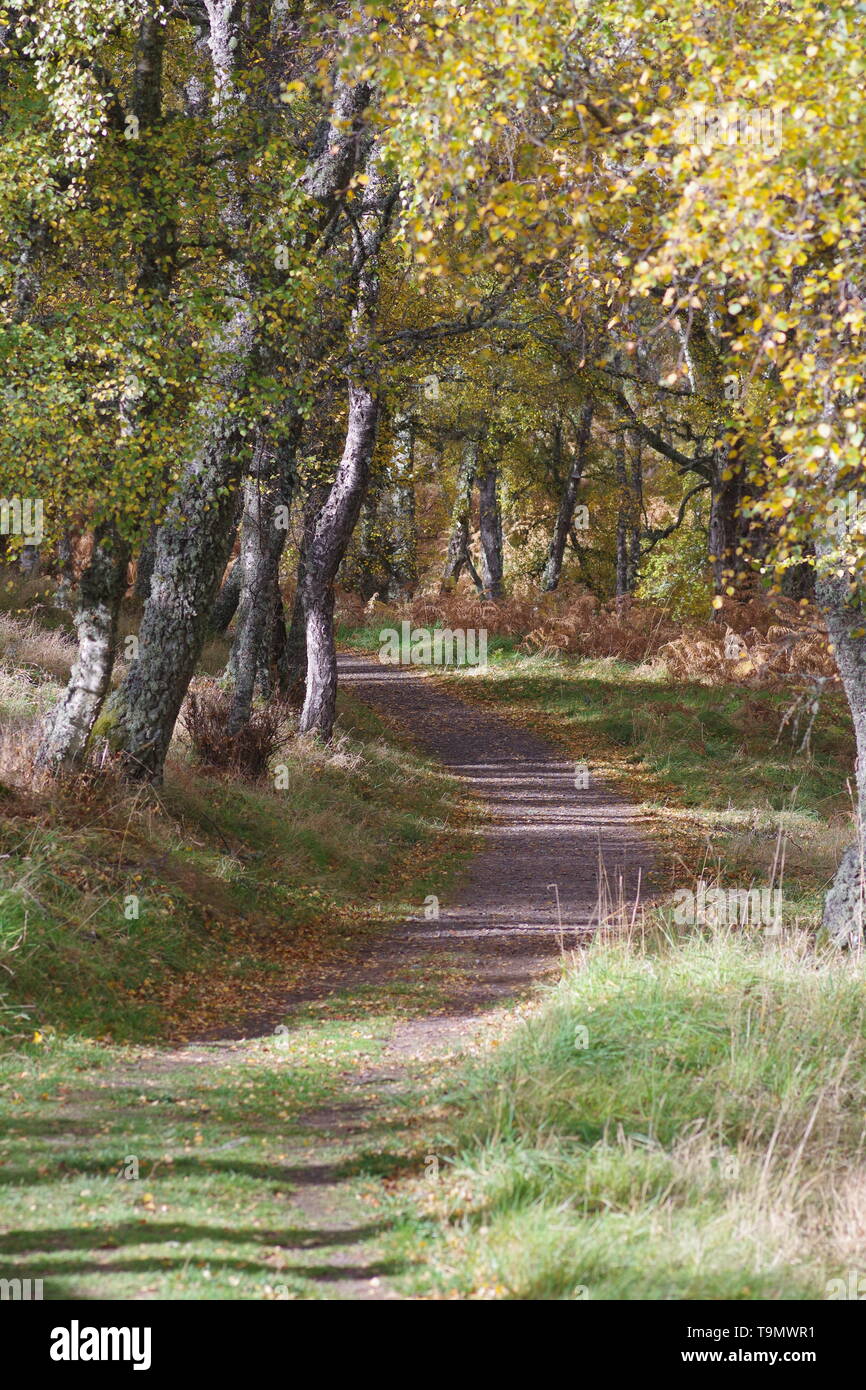 Scottish Silver Birch Woodland in Autumn. Muir of Dinnet NNR ...
