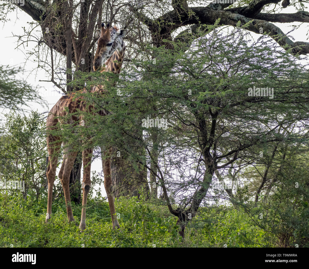 Maasai giraffe (Giraffa tippelskirchi) feeding on an acadia tree, Lake ...