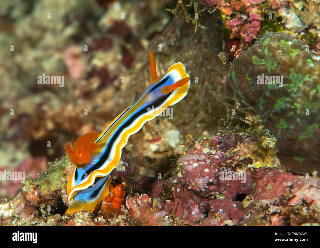 Magnificent Nudibranch High Resolution Stock Photography and Images - Alamy
