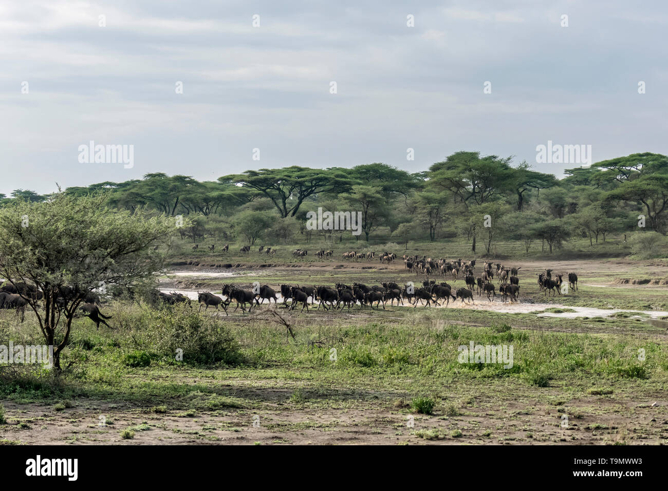 Curving line of animals hi-res stock photography and images - Alamy