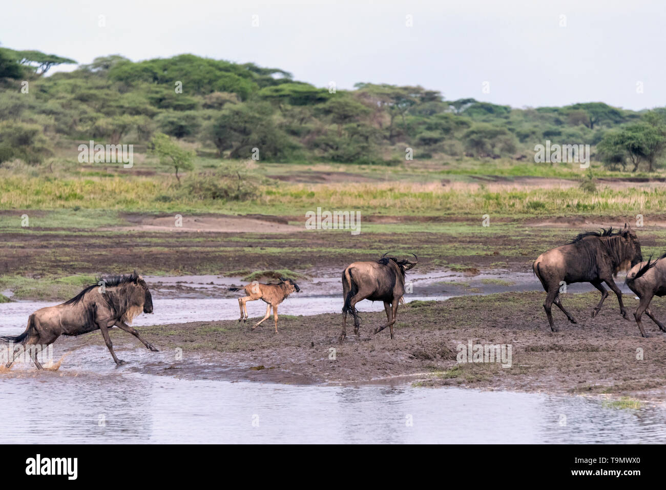 Mother wildebeest looking back for her newborn calf after crossing ...