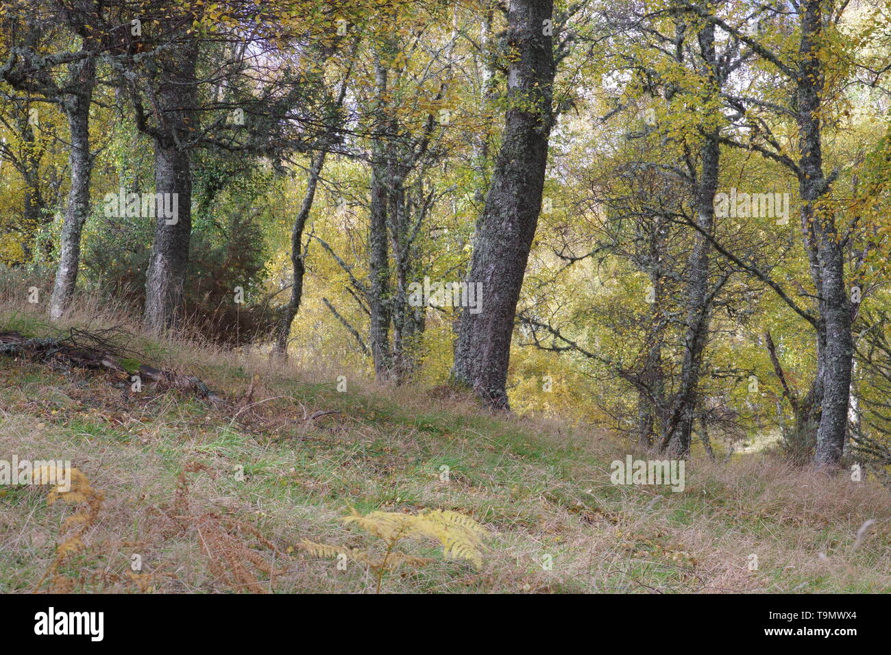 Scottish Silver Birch Woodland in Autumn. Muir of Dinnet NNR ...
