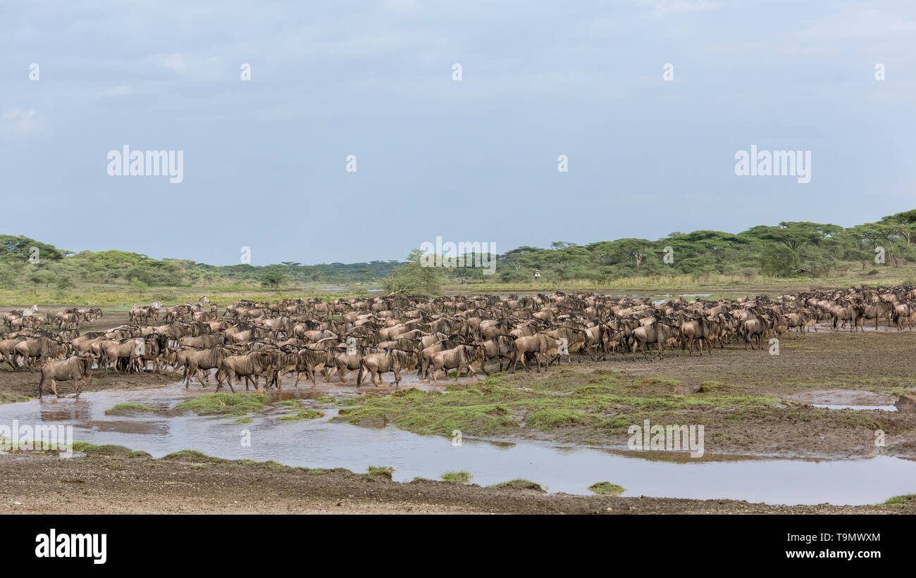 Huge herd of wildebeest with a few zebras on the Great Migration north ...