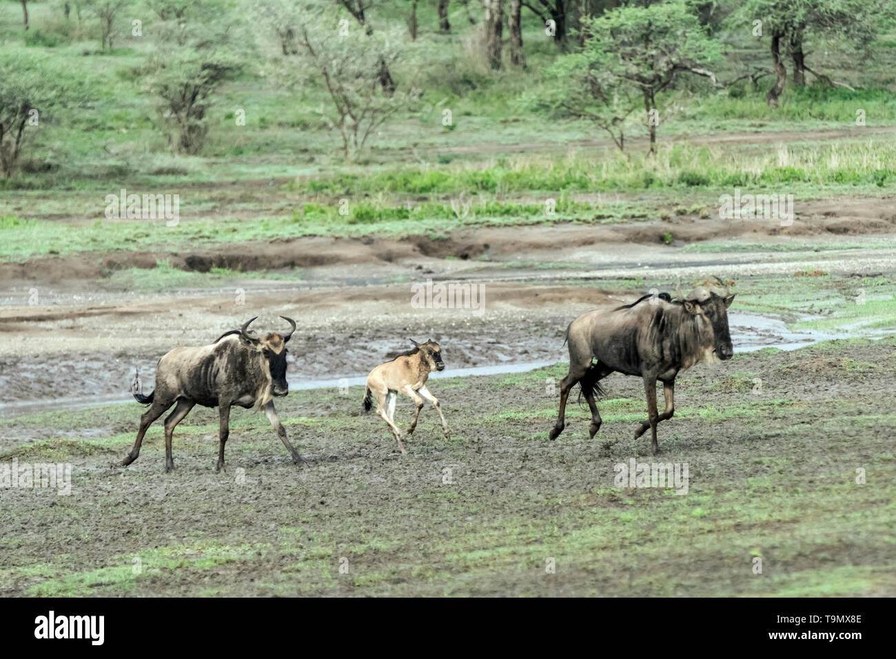 Newborn calf running between two adult wildebeest, Lake Ndutu, Tanzania ...