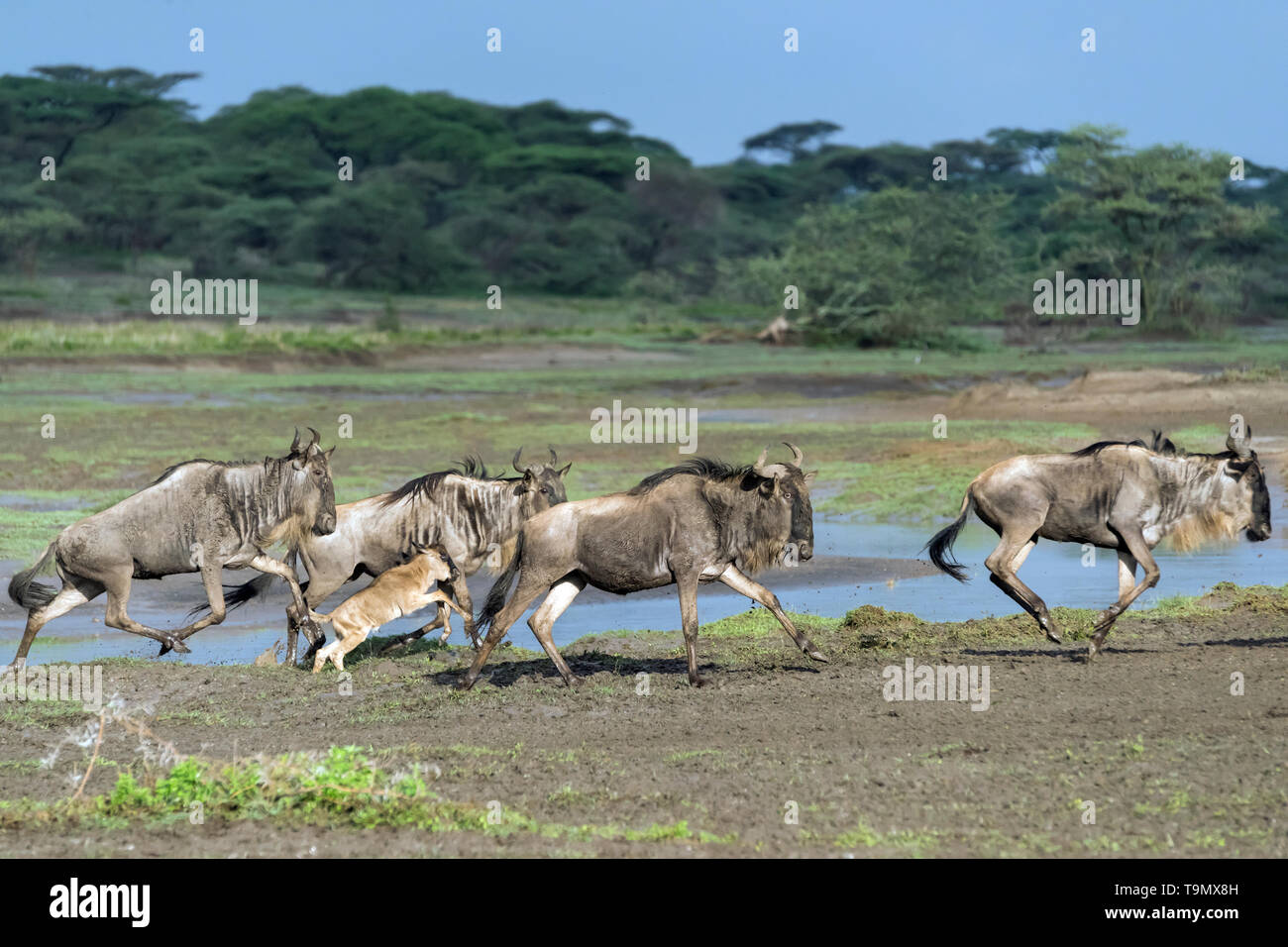 Baby wildebeest hi-res stock photography and images - Alamy