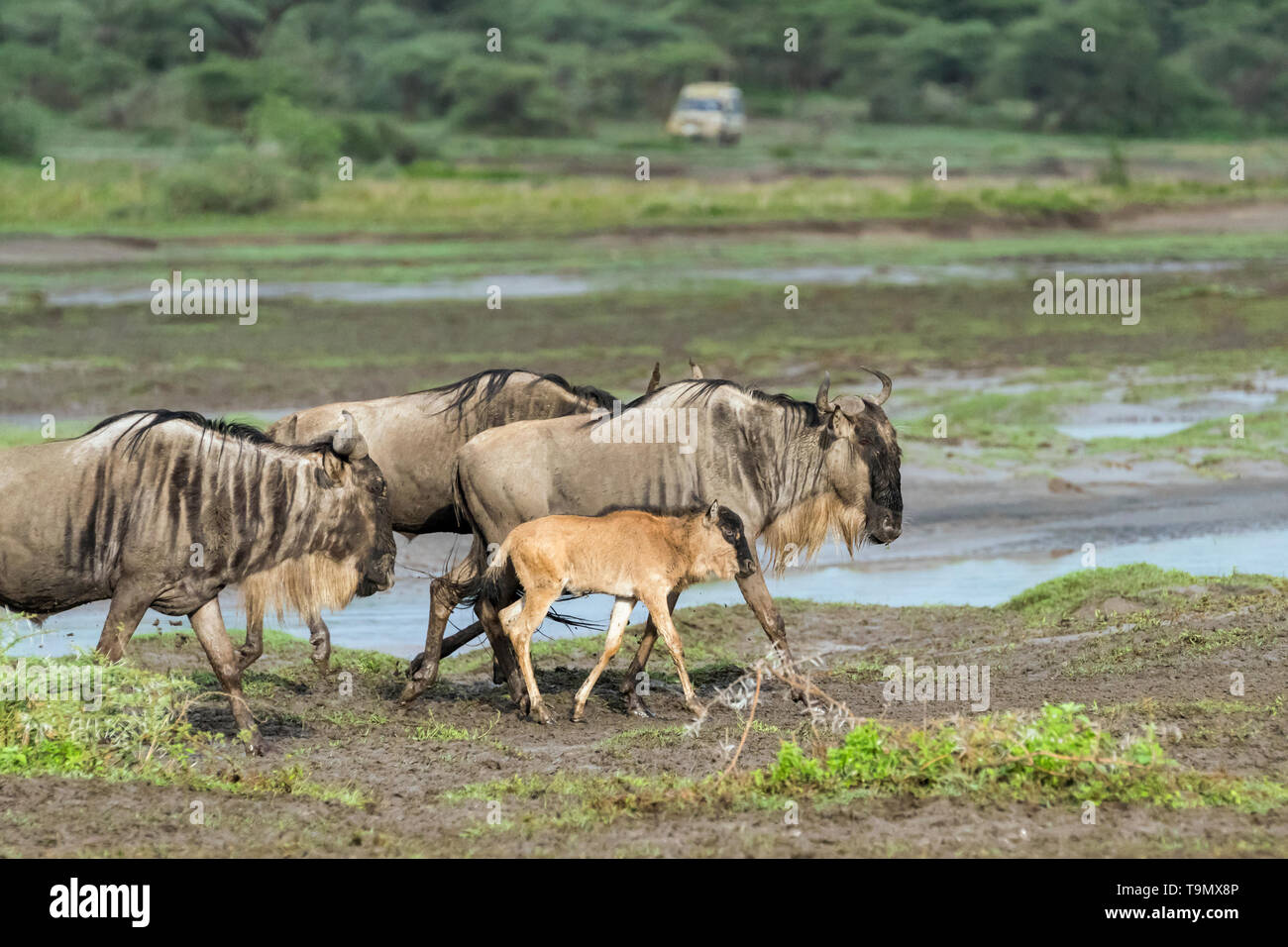 Newborn wildebeest calf beside its mother, Lake Ndutu, Tanzania Stock ...