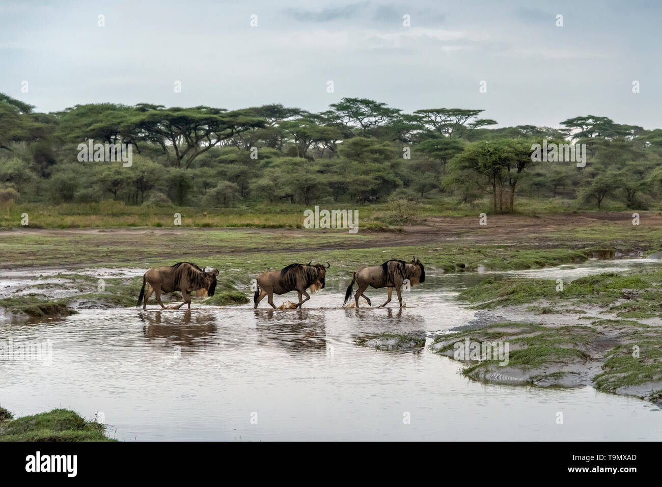 Wildebeest running across a small stream duing the spring migration ...